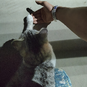 星空Z杯酒诗凌云L 