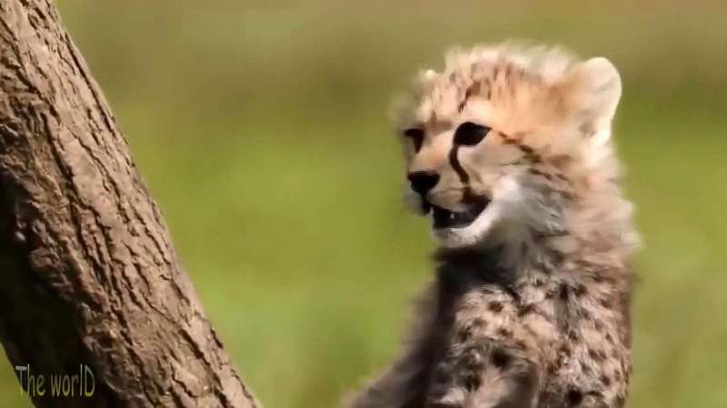 猎豹妈妈给小猎豹做示范,小猎豹全程围观,全神贯注学习捕猎技巧