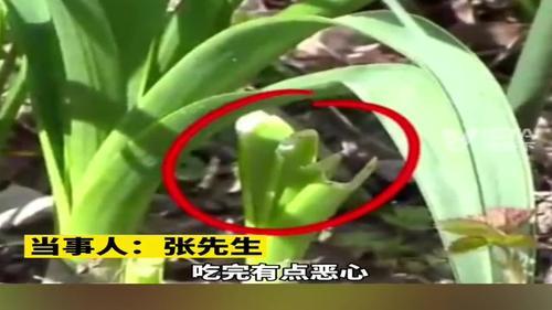 男子误把水仙当蒜苗,做了盘蒜苗炒腊肉,导致全家食物中毒!