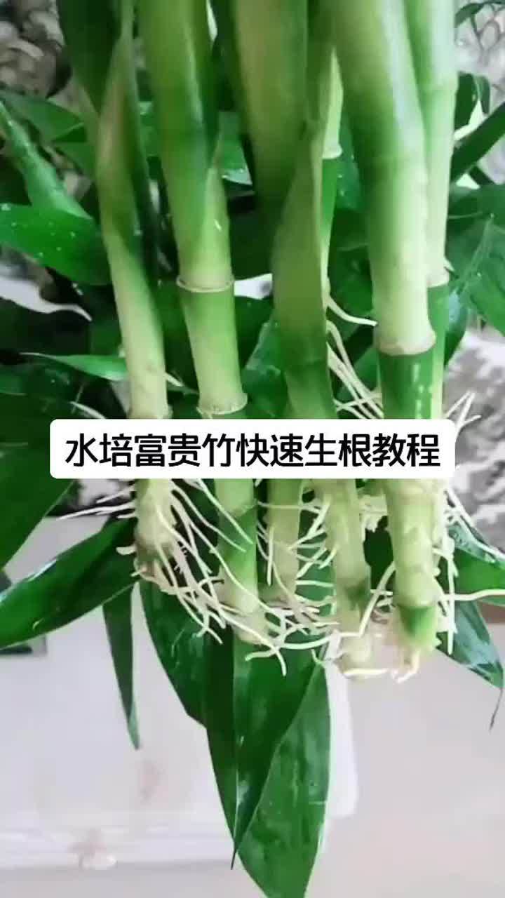 养花小知识 种植 无土栽培 花卉绿植 绿化 养花 红豆杉 .