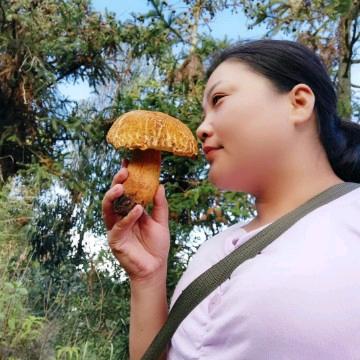 彝乡小燕 