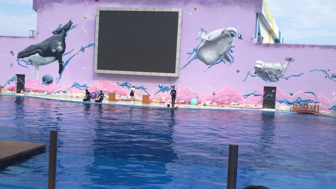 精彩的海豚表演第一集 暑期去哪玩