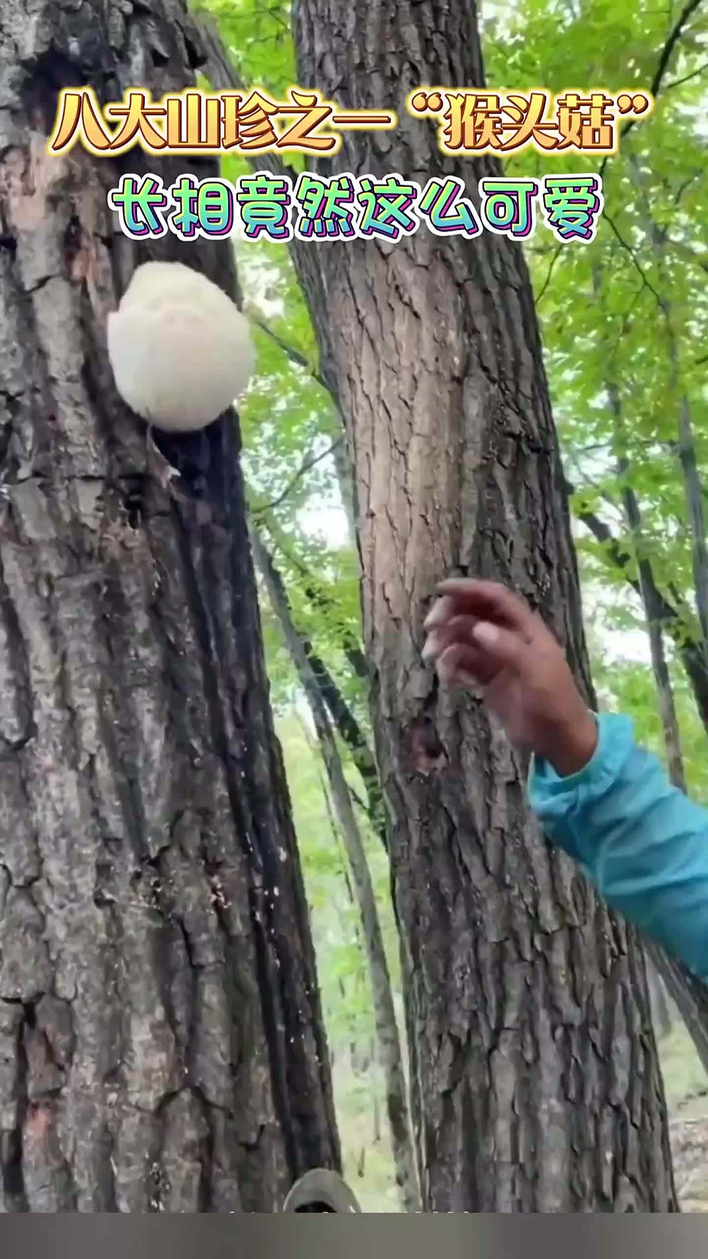 生长在野外的八大山珍之一猴头菇,竟然这么可爱!