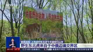 黑龙江:进村东北虎5月1