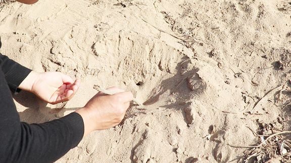 农村的地牯牛你认识吗?它的窝像漏斗,一窝一个