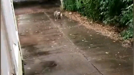 暖心,狗狗把流浪的小猫带回家。