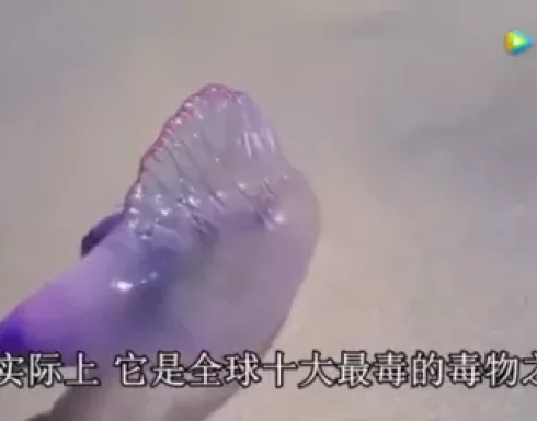 世界最毒的十大海生物之一