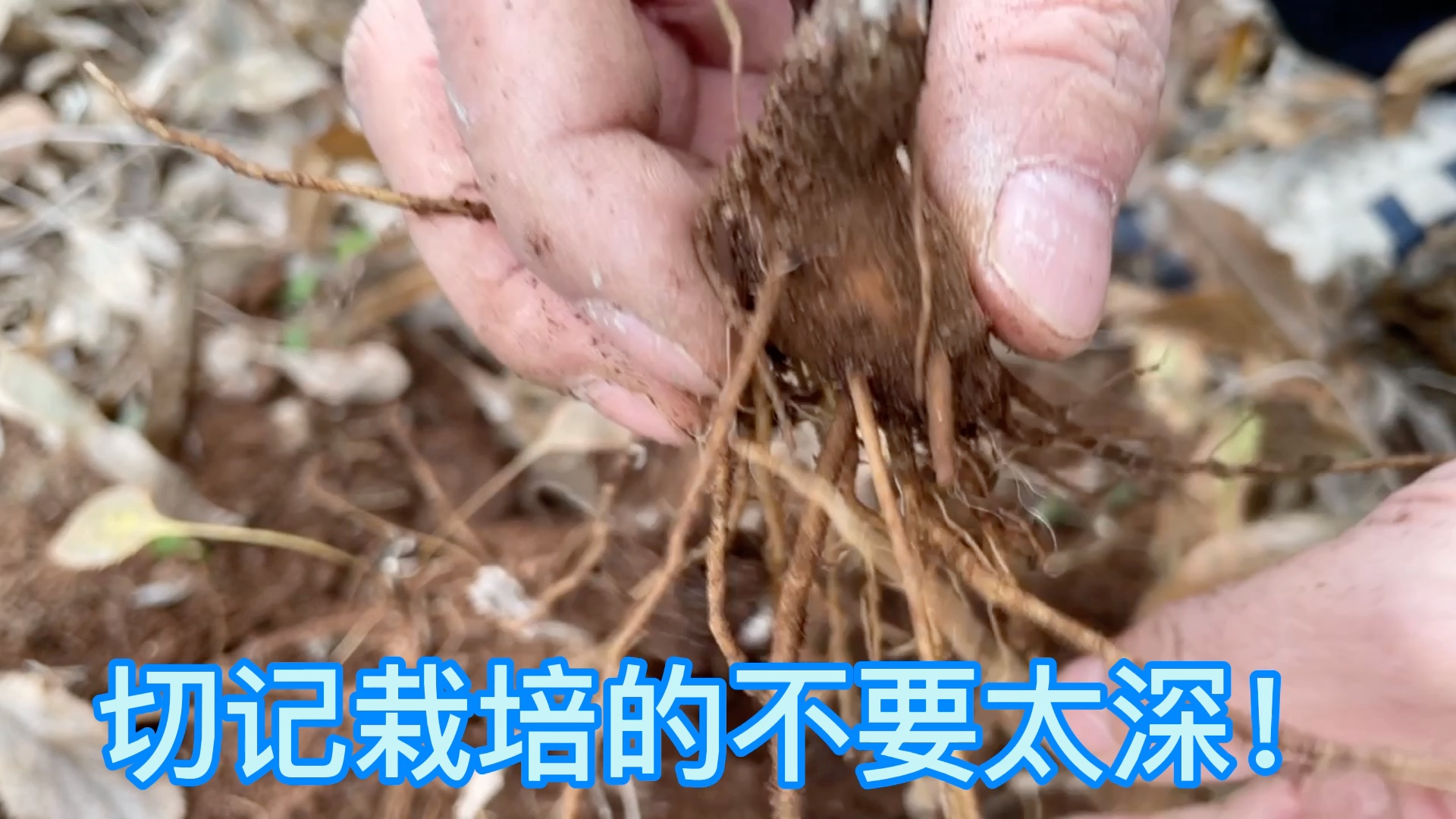 苍术栽培的方法