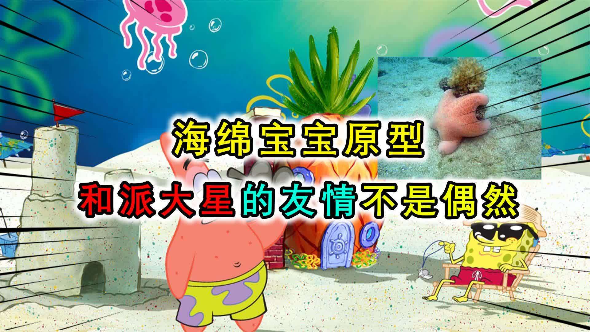 海绵宝宝和派大星的原型是什么?单纯的我已经无法直视派大星了