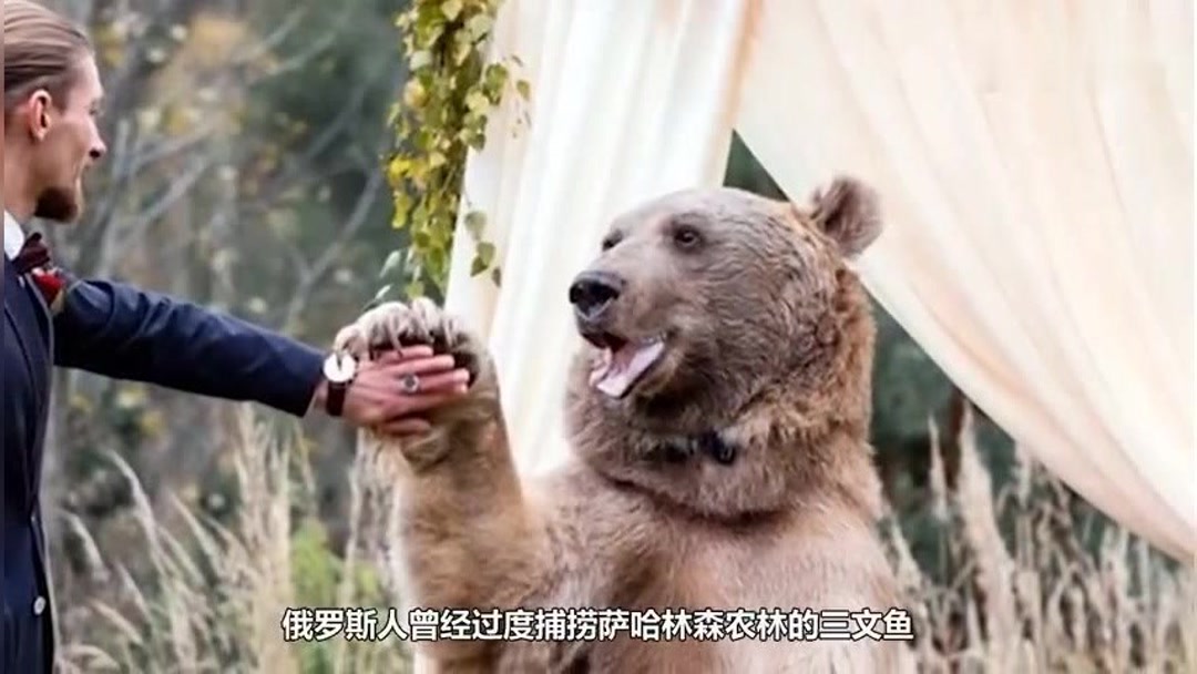 俄罗斯人和熊单挑,到底谁能赢?结局万万想不到