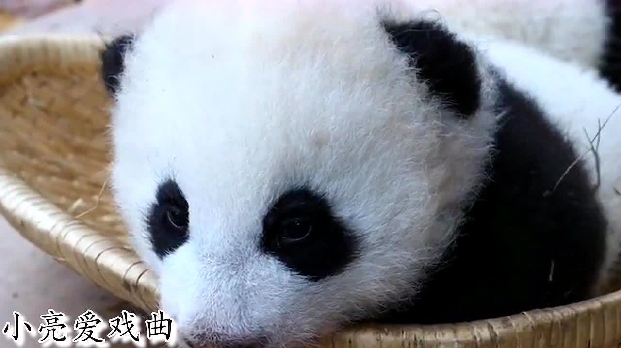 刚出生没多久的小熊猫,真是可爱到不行,我一个养狗的都心动了!