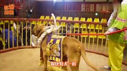 世界第一猛犬土佐,一招秒杀犬王藏獒,咬得藏獒翻白眼太吓人了