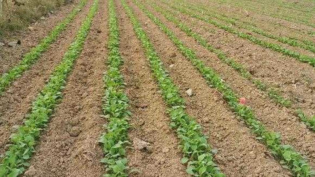 机器播种的油菜,密度太大,多大密度算合适?