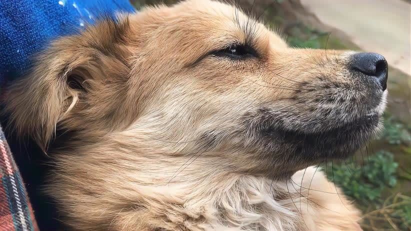 狗狗中毒三天了,村里医生说不用吃药自然排毒,这样的方法可行吗