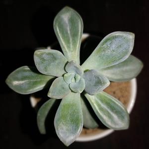 阿强茶聊 