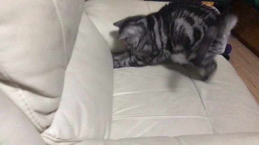 #猫咪的日常 猫咪的玩具—-棉签系列～哈哈哈