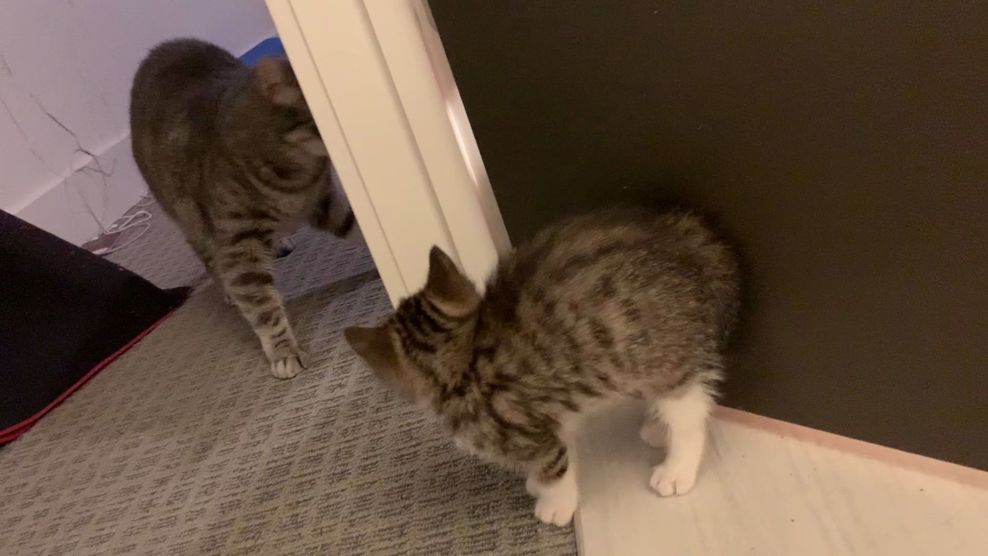 Coco滚滚第一次见面-First encounter~小猫咪的成长日记