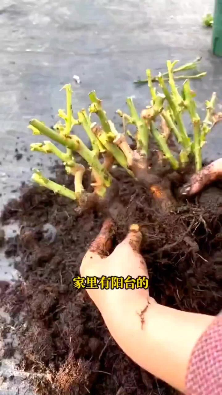 这个玫瑰花好种,生长快,短时间就会开花,花开四季,...