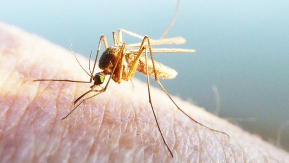 什么血型的人最招蚊子?美国科学实验给出答案,原来一直都被骗了