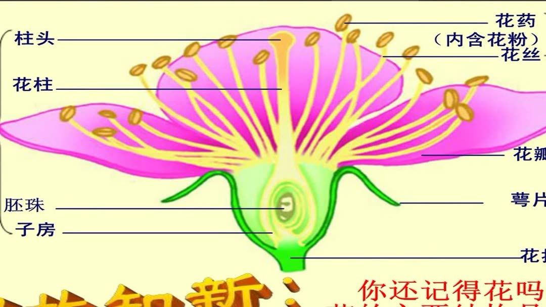 植物的生殖二(1)