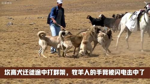 坎高犬迁徙途中打群架,牧羊人的手臂被闪电击中了