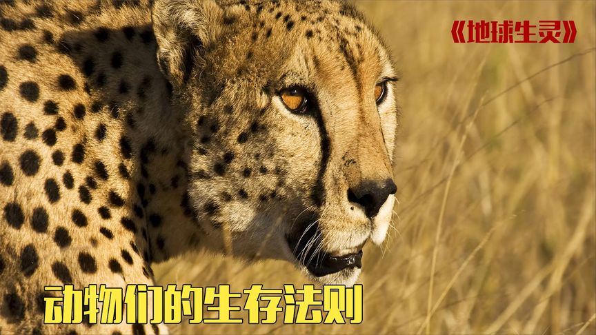 越是聪明的动物,往往它们会拥有高超的捕猎技巧 #动物世界