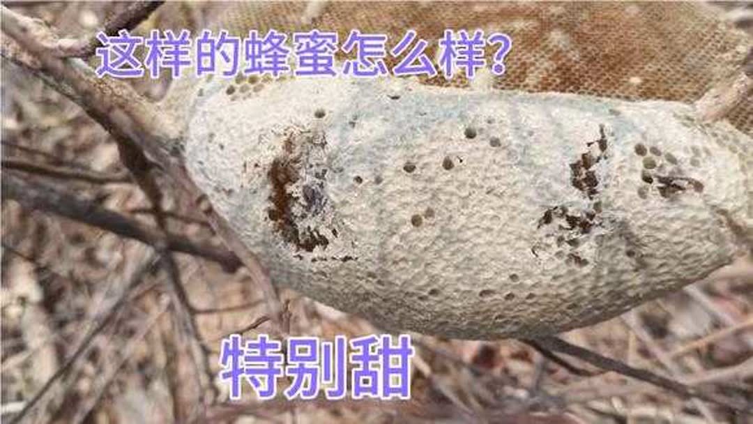 今天去咖啡地弄点树皮,顺便看看上次遇到的蜂蜜咖啡树都被咬断了