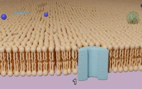 细胞膜的结构和功能(上)