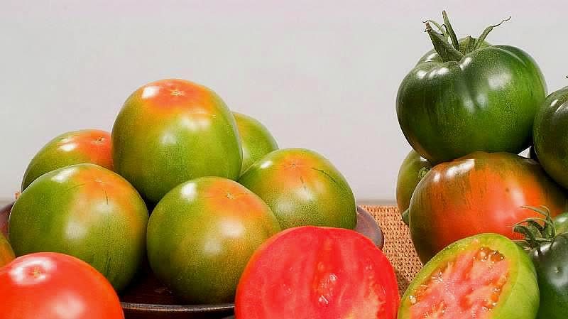 种植西红柿:不花钱不用药,浇水防裂果!你知道怎么浇吗?