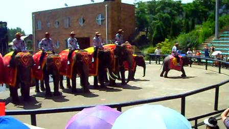 大连森林动物园王蹦蹦看大象表演