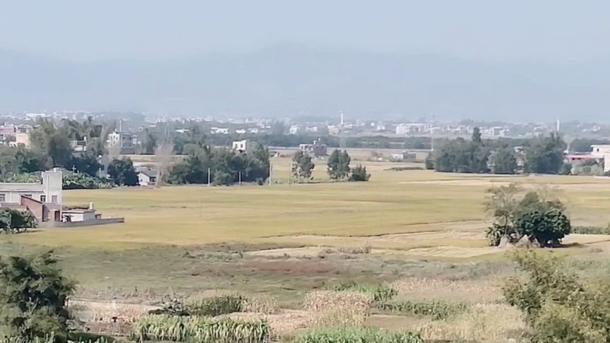 家乡的田园稻谷美如画,都是六七十岁的爷爷奶奶在家种用机器收割