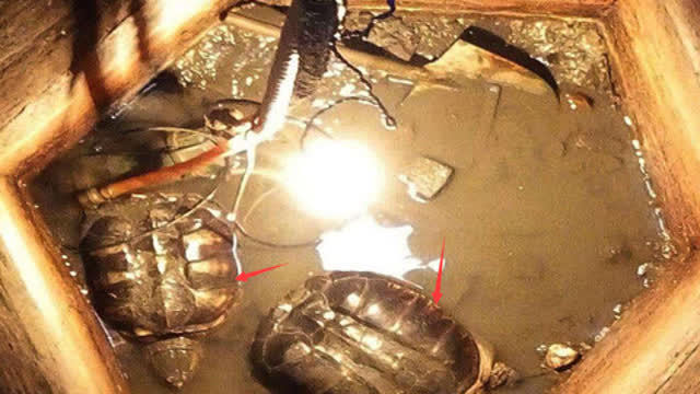 古代打井的时候,为啥要在井里放两只乌龟?看完很敬佩祖先的智慧