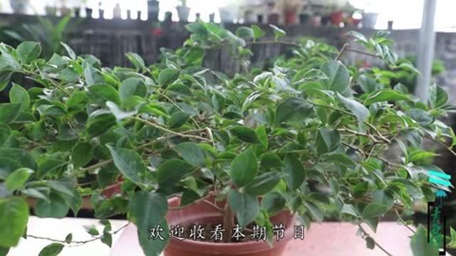 想要三角梅开花多,把"遮挡"全去掉才能快速催花