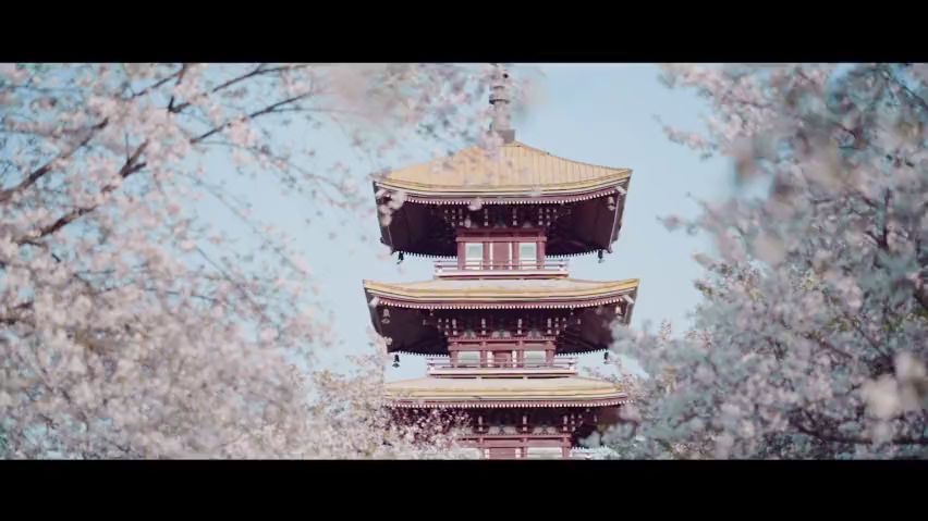 武汉的樱花开了,最美的武汉。