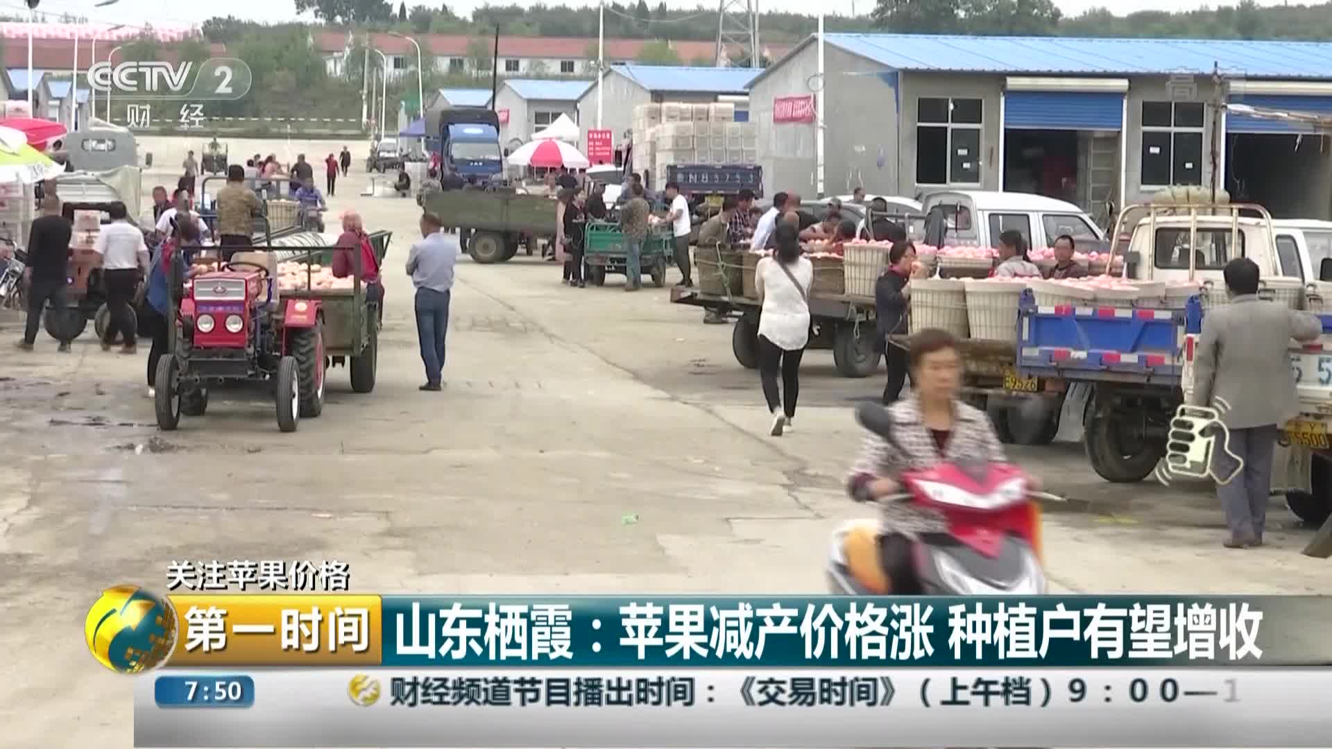 关注苹果价格:山东栖霞苹果减产价格涨 种植户有望增收