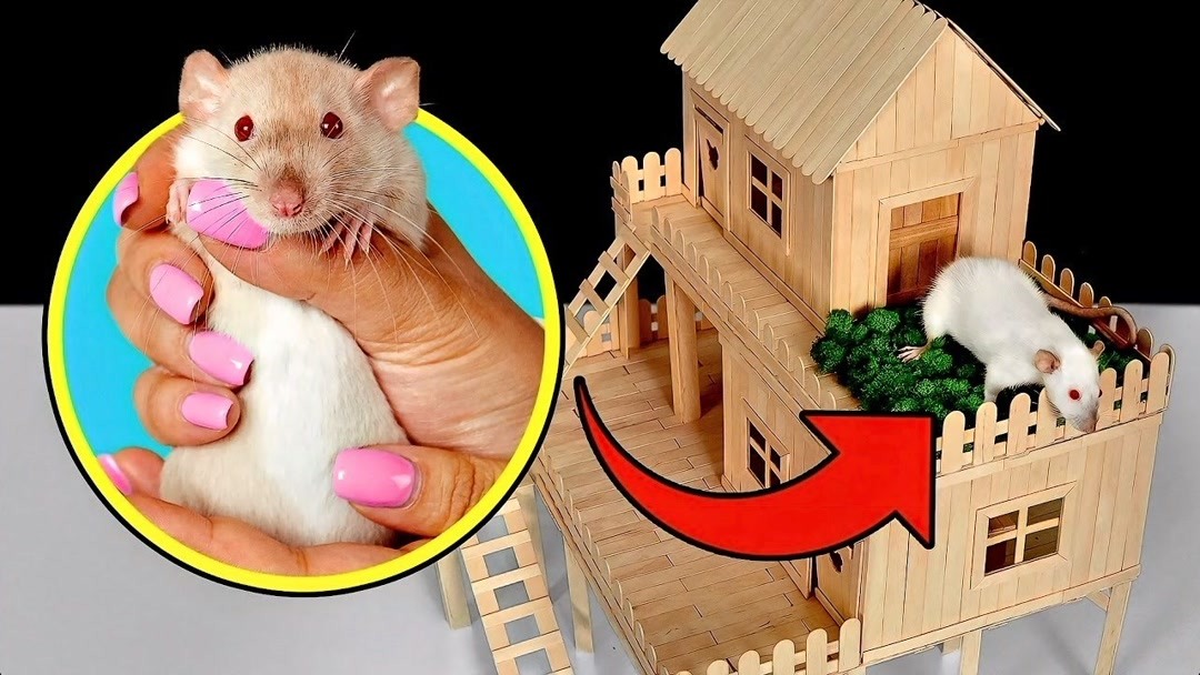 小山姆日常:山姆仓鼠搭建了一栋房子! 房子是用冰棒棍搭建的哦