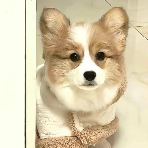 心动讯号_polarlights 