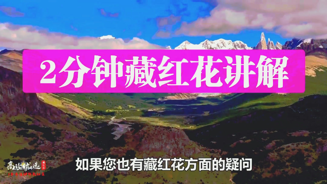 藏红花的功效,西红花泡水喝的功效,女性喝藏红花的功效及禁忌