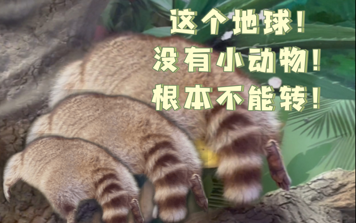 这个世界没有小动物可怎么办啊!(最近和一些小动物见了面耶)