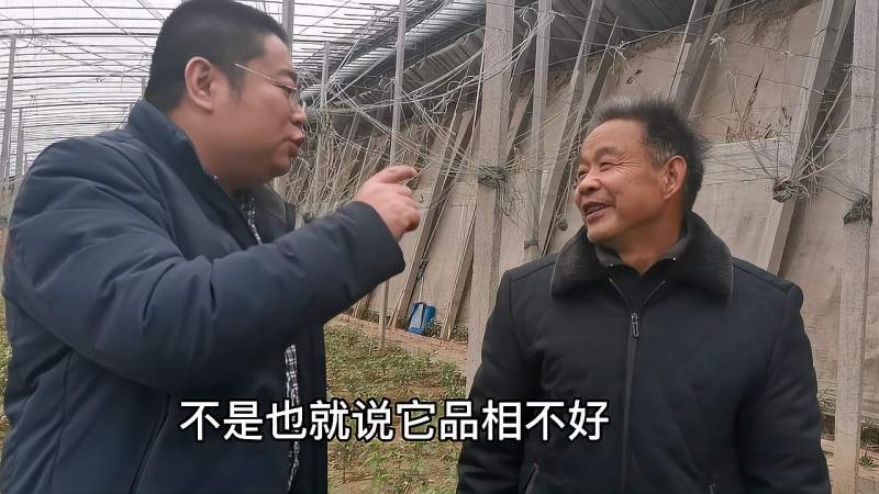 农村三叔大棚种植辣椒,管理简单价格高不愁卖,就是吊绳稍微麻烦