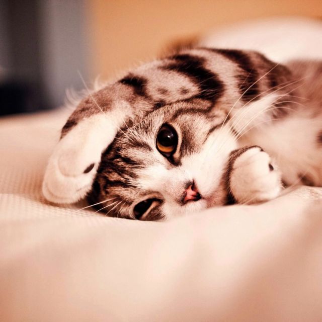 佳星1478497132548701 