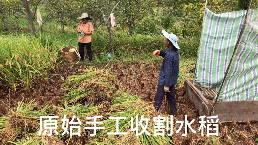 辛苦的农民 四川农村老夫妻最原始手工收割稻谷方法 您还记得吗?