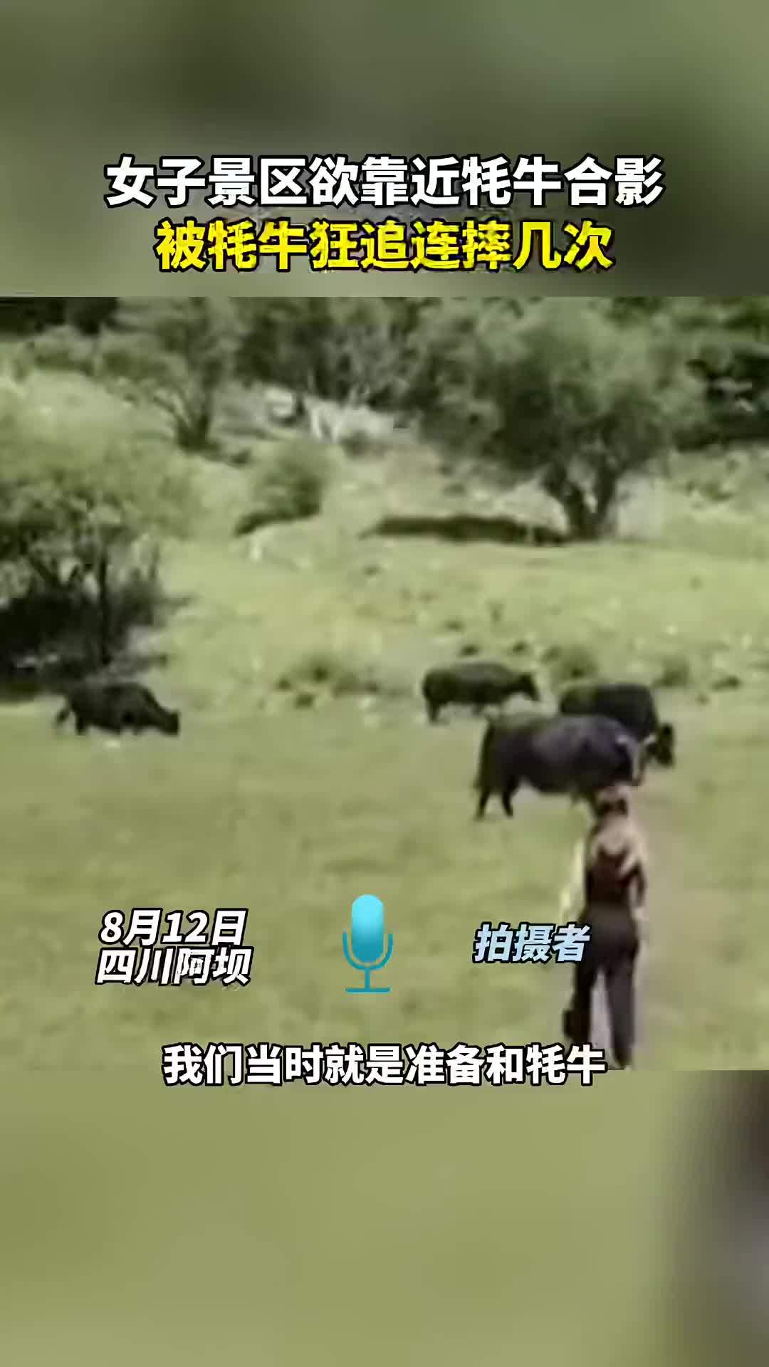 女子景区欲靠近牦牛合影,被牦牛狂追连摔几次