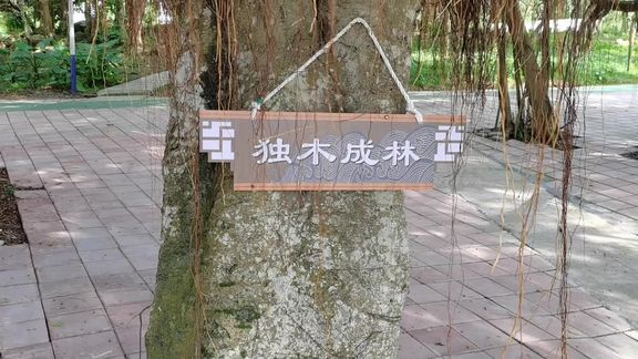 千年古树,独木成林! 一颗树就独立成为一个生态系统。#实景拍摄