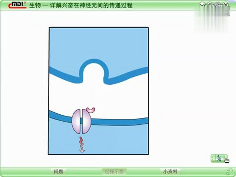 详解兴奋在神经元间的传递过程