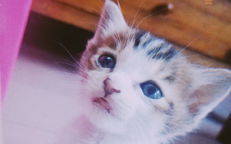 【捡猫】捡了一只皮的不像话的三花奶猫