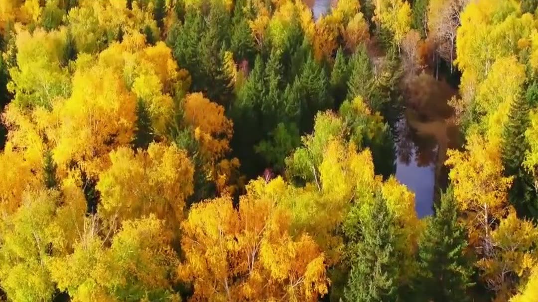 新疆金秋的白桦林,像打翻了调色盘