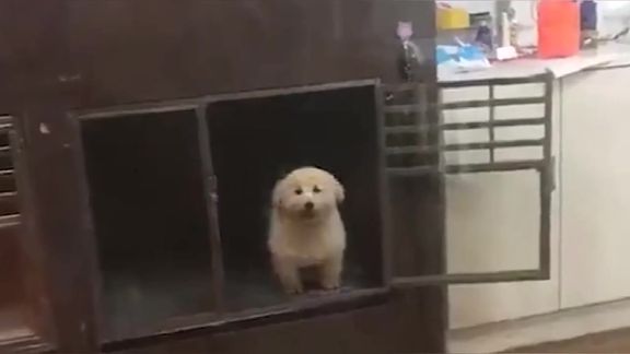 这小狗不简单呀,都学会舞狮了,你们说表演的像不像
