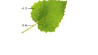 科教版三年级科学微课《植物的叶 》 夏雪莲