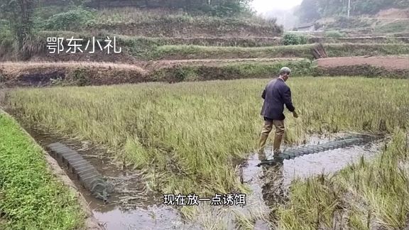 准备耕田种水稻,老爸放地笼先把龙虾捉起来,看下收获怎么样